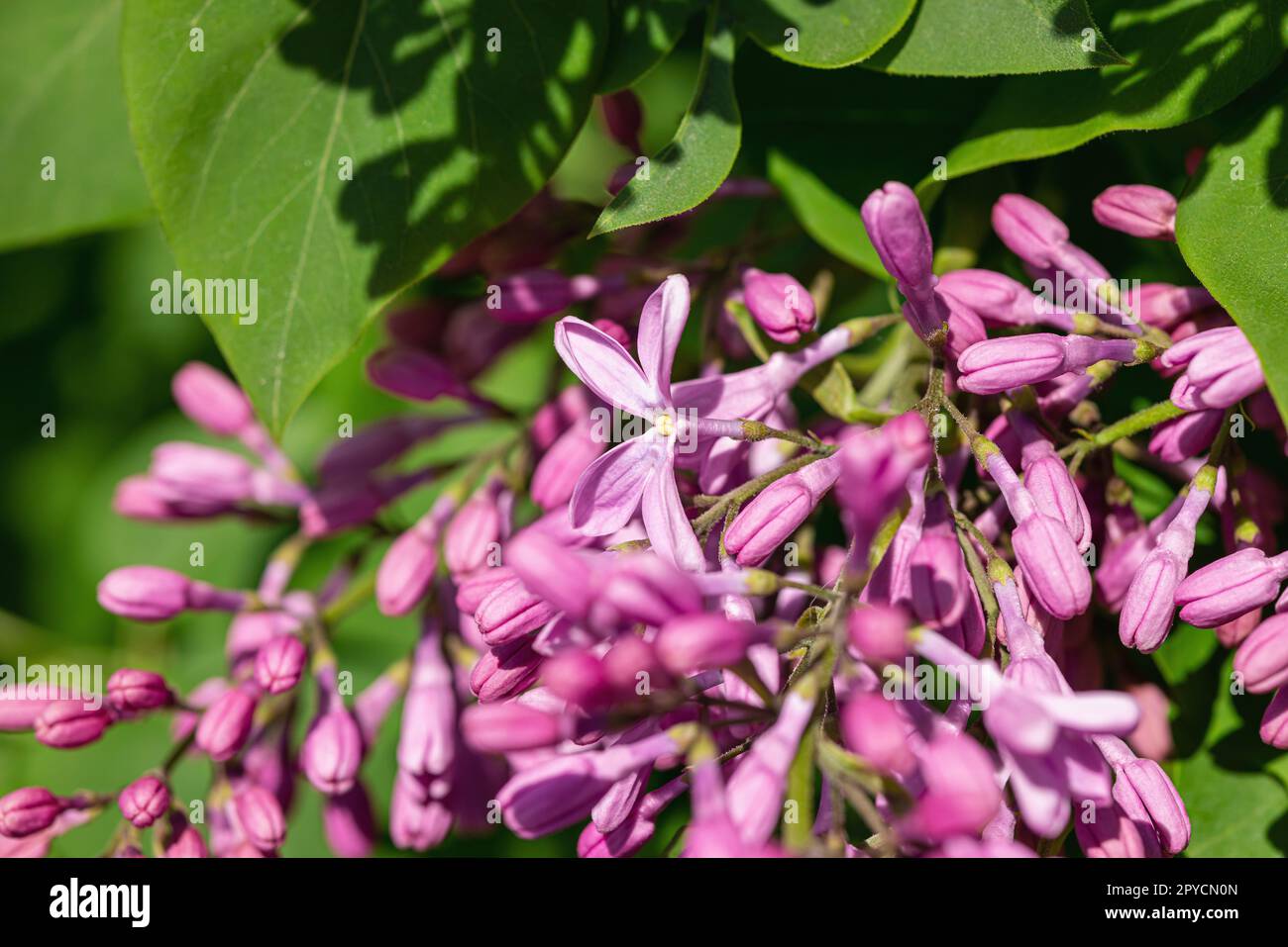 Blooming lilac grow in the garden. Spring gardening, outdoor concept ...