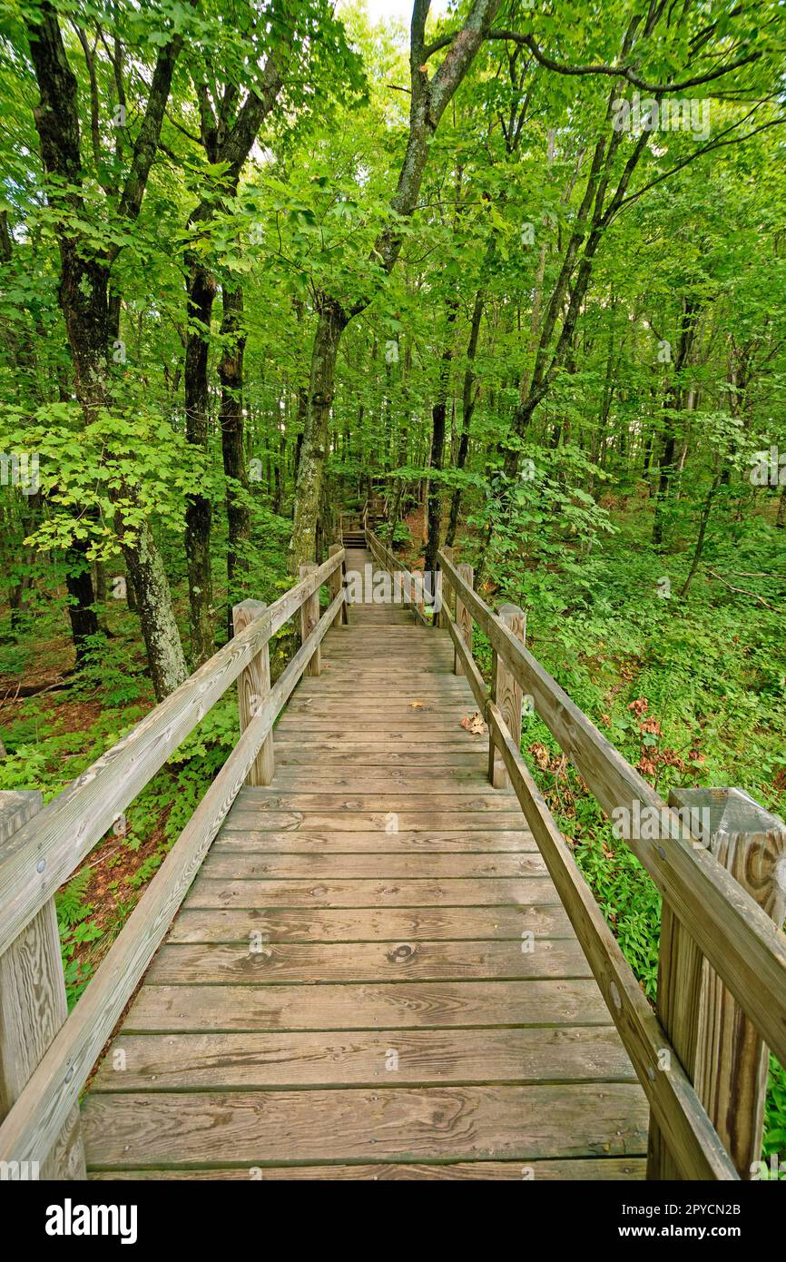 Boardwalk Through a Verdant Forest Stock Photo - Alamy