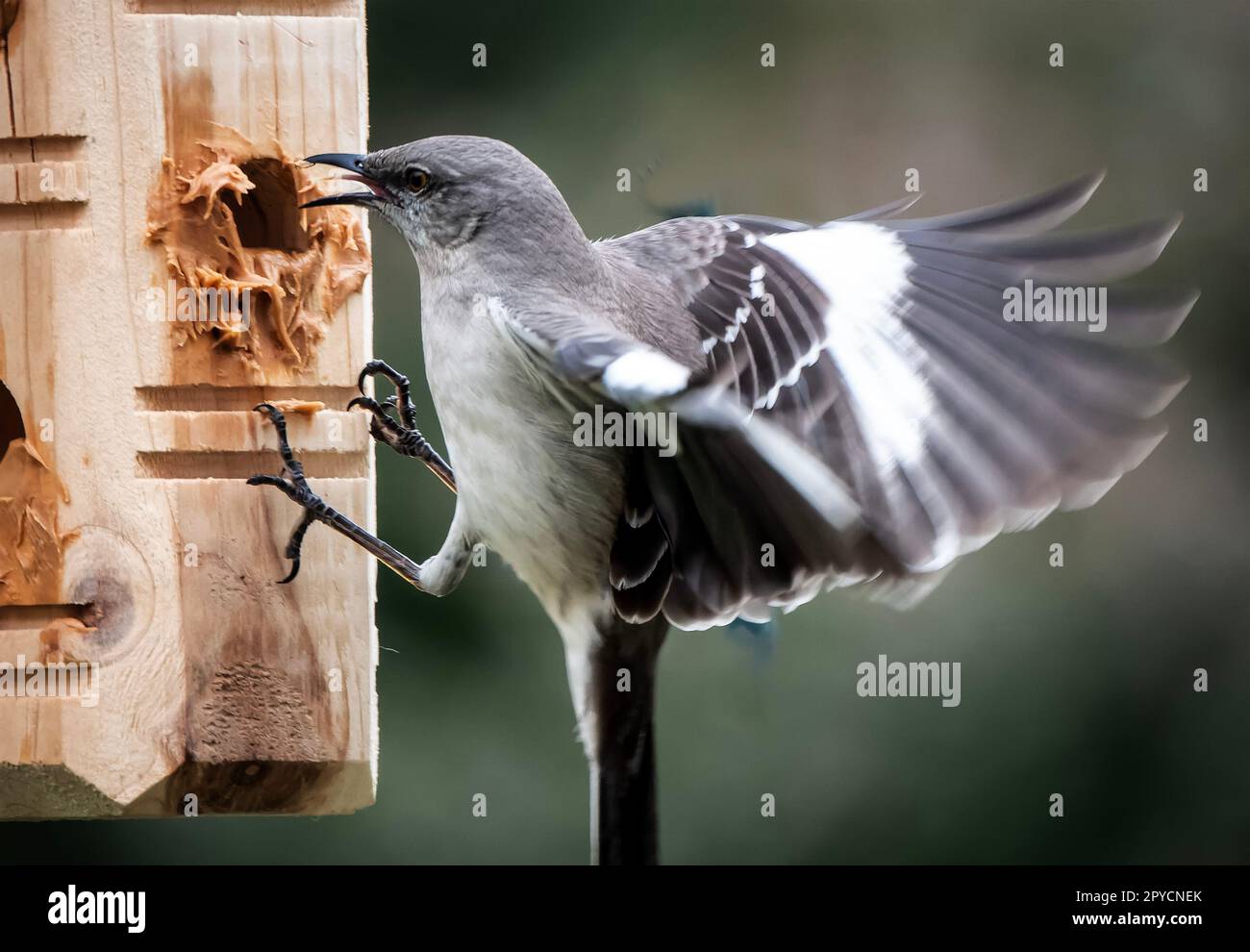 Cedar wood bird feeder hi-res stock photography and images - Alamy