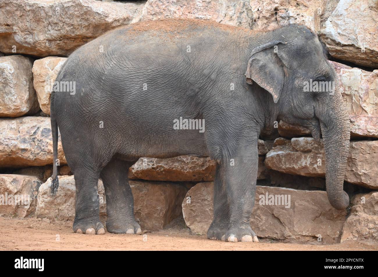 Elephant Walking, Facing Right Stock Photo - Alamy