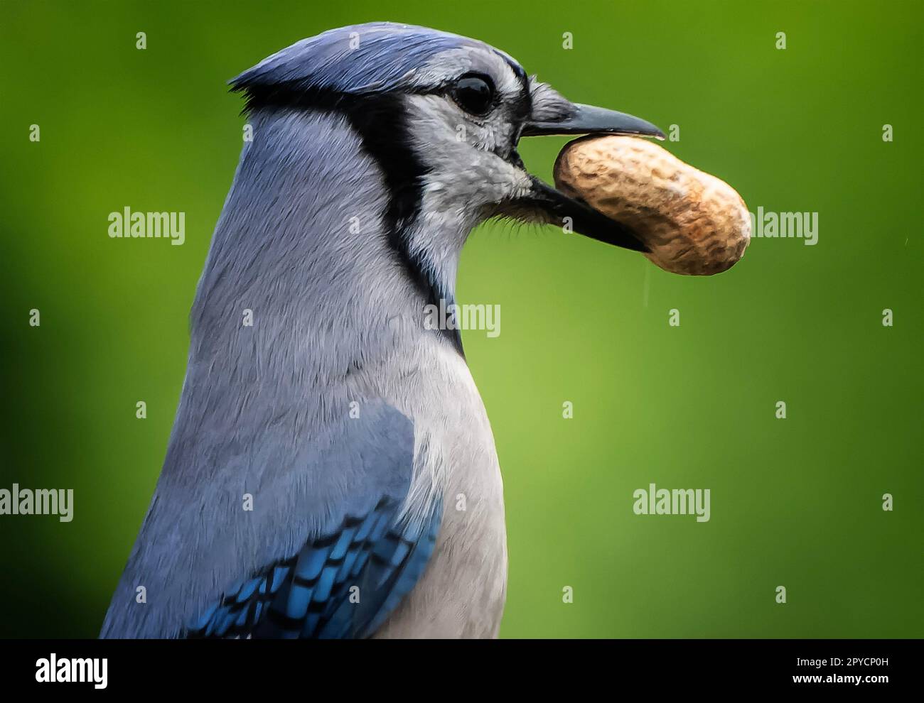 A Bluejay finds a stash of peanuts Stock Photo - Alamy