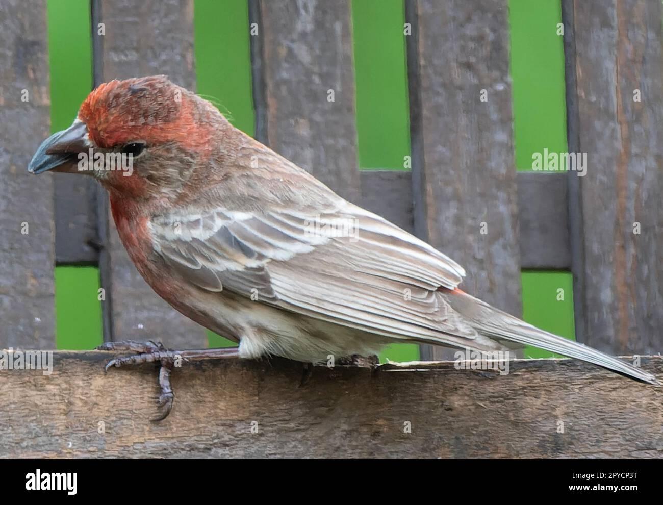 House finch on wooden hi-res stock photography and images - Alamy