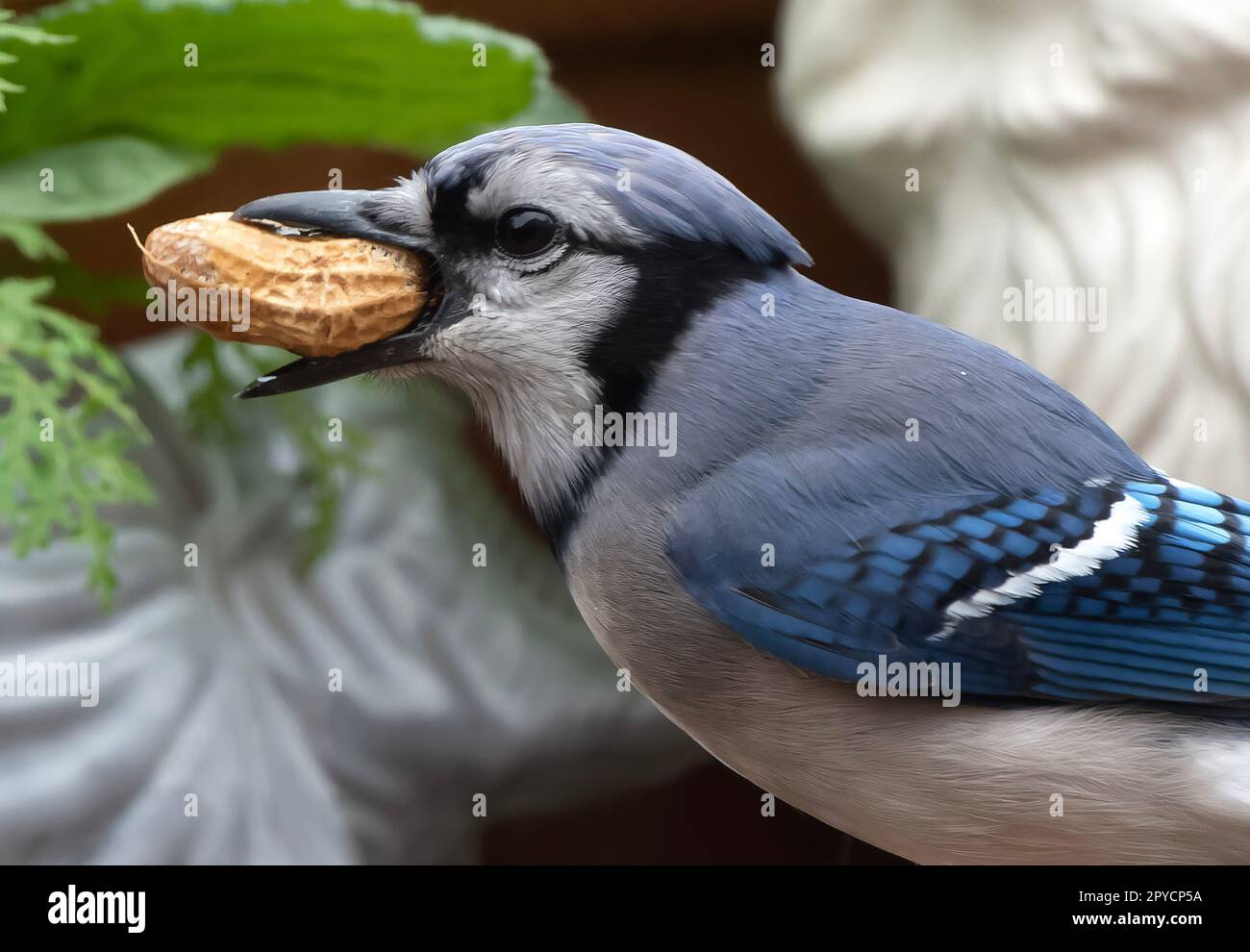 A Bluejay finds a stash of peanuts Stock Photo - Alamy