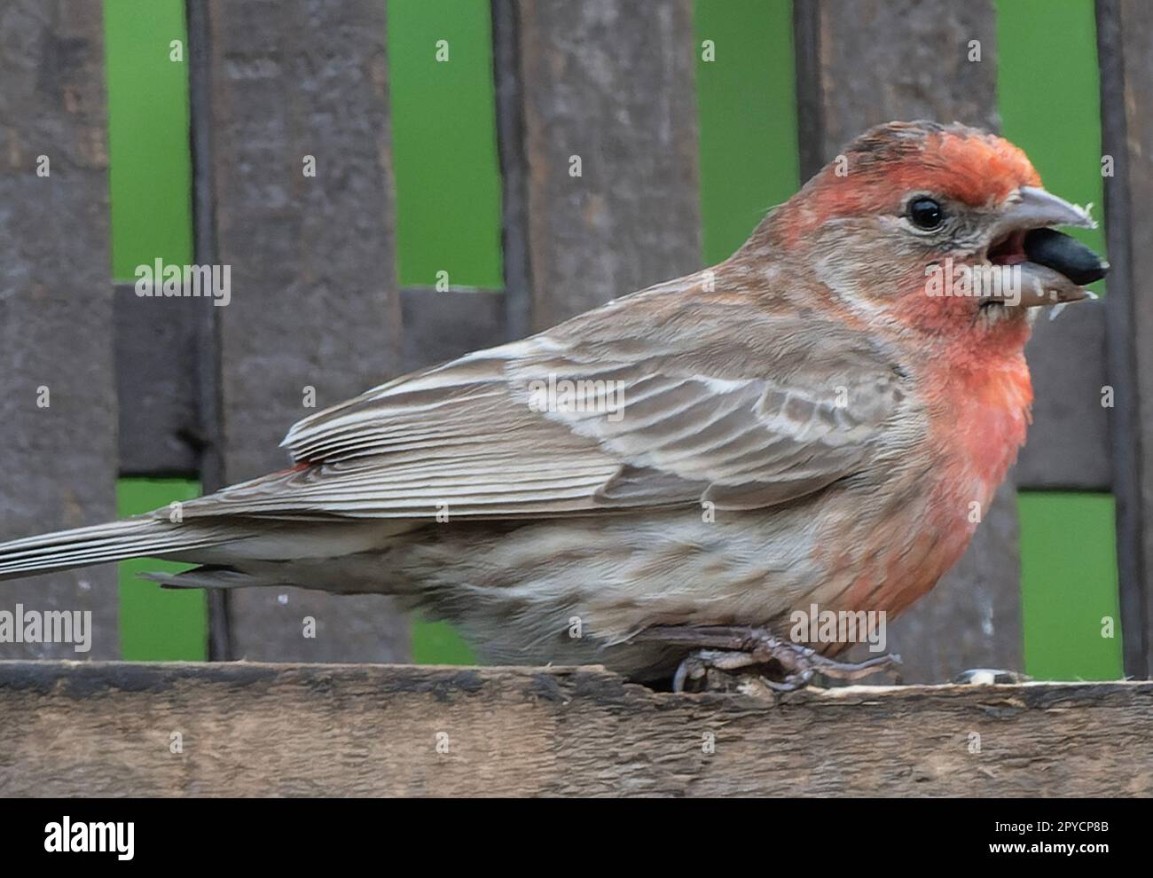 House finch on wooden hi-res stock photography and images - Alamy