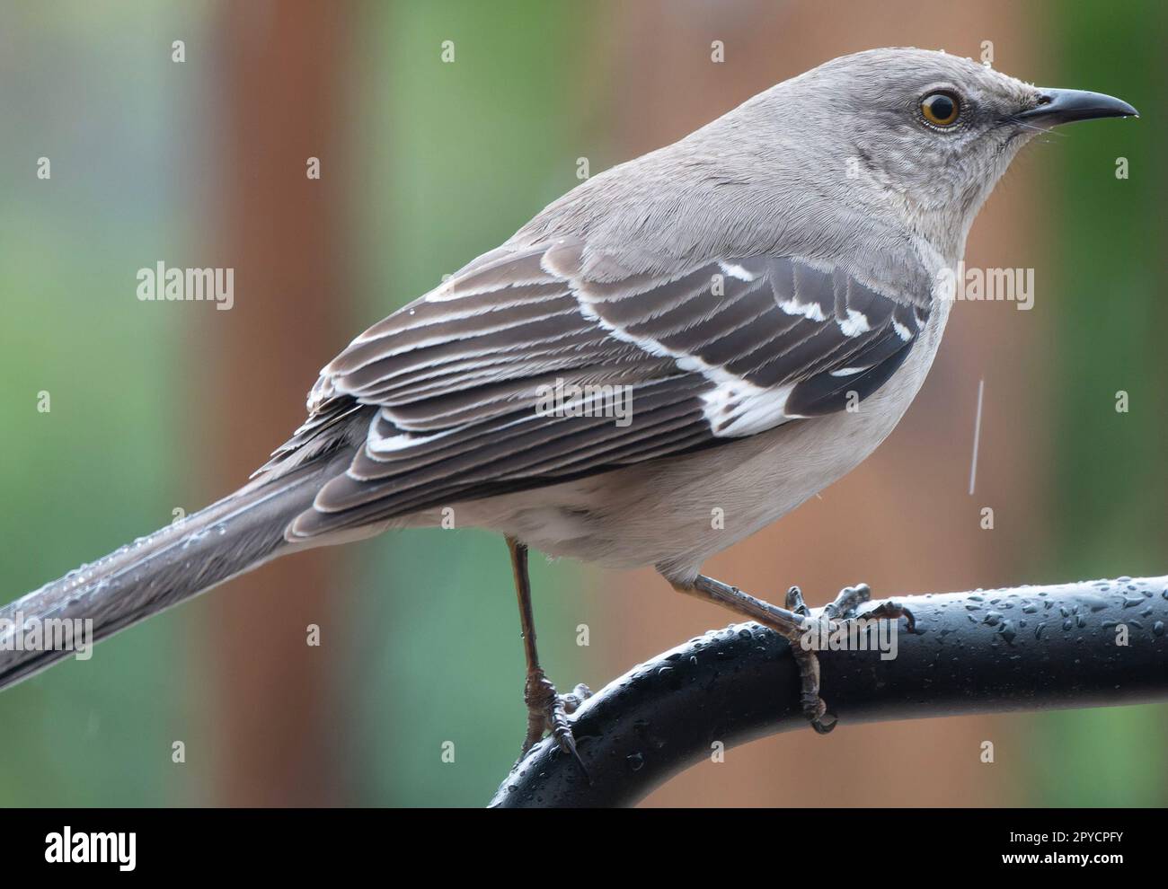A Northern Mockingbird on the backyard deck Stock Photo - Alamy