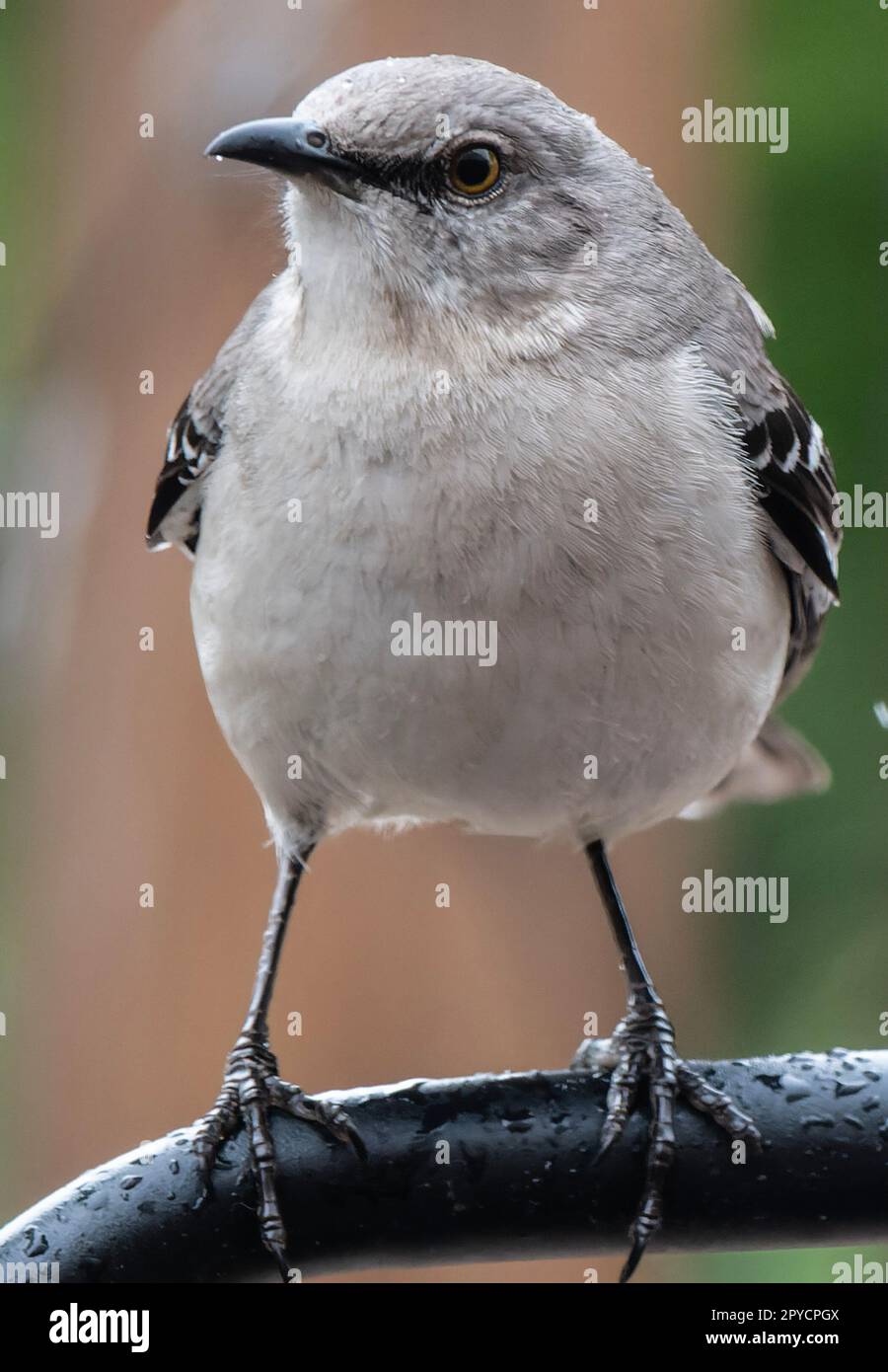 A Northern Mockingbird on the backyard deck Stock Photo - Alamy