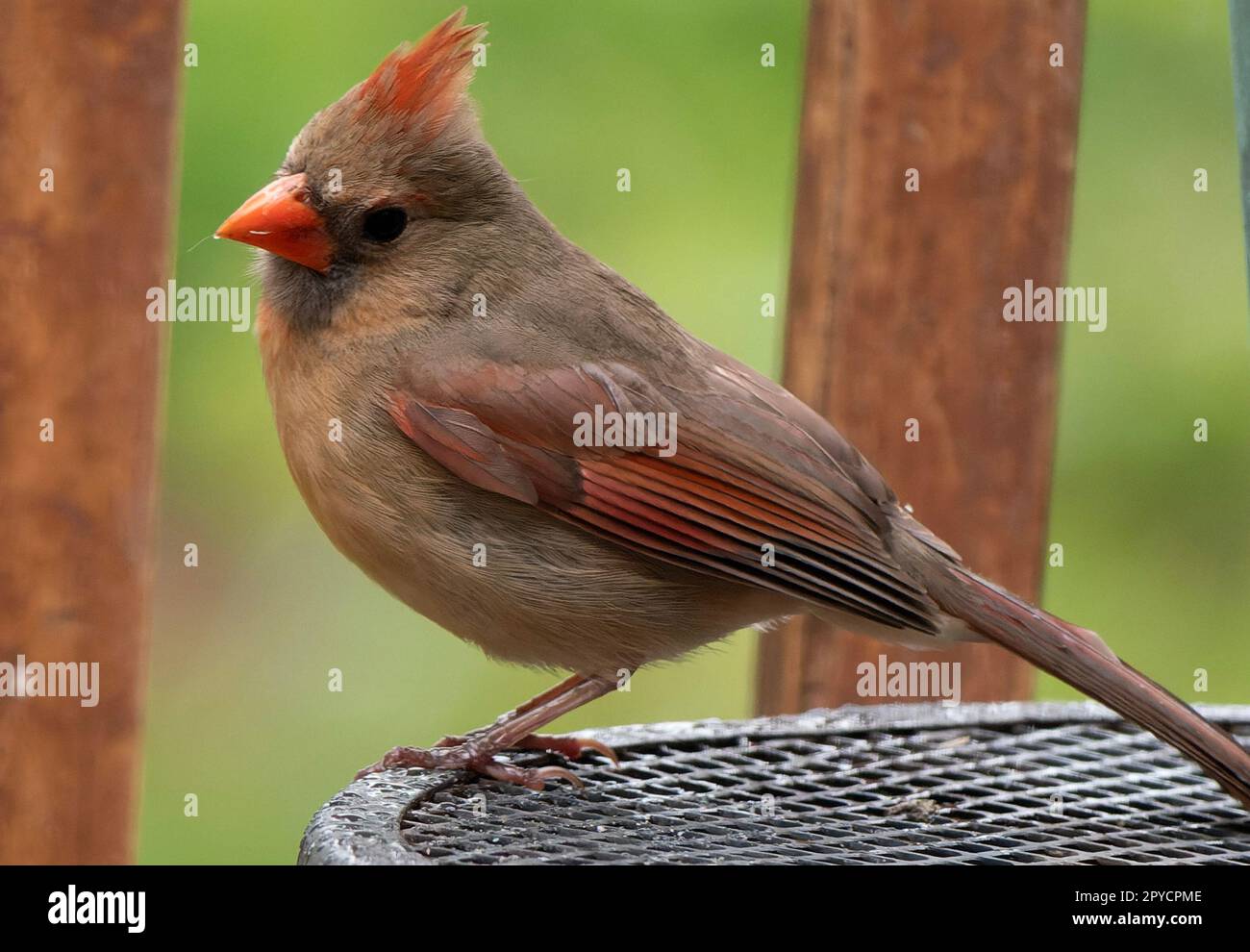 A Northern cardinal on the backyard deck Stock Photo - Alamy