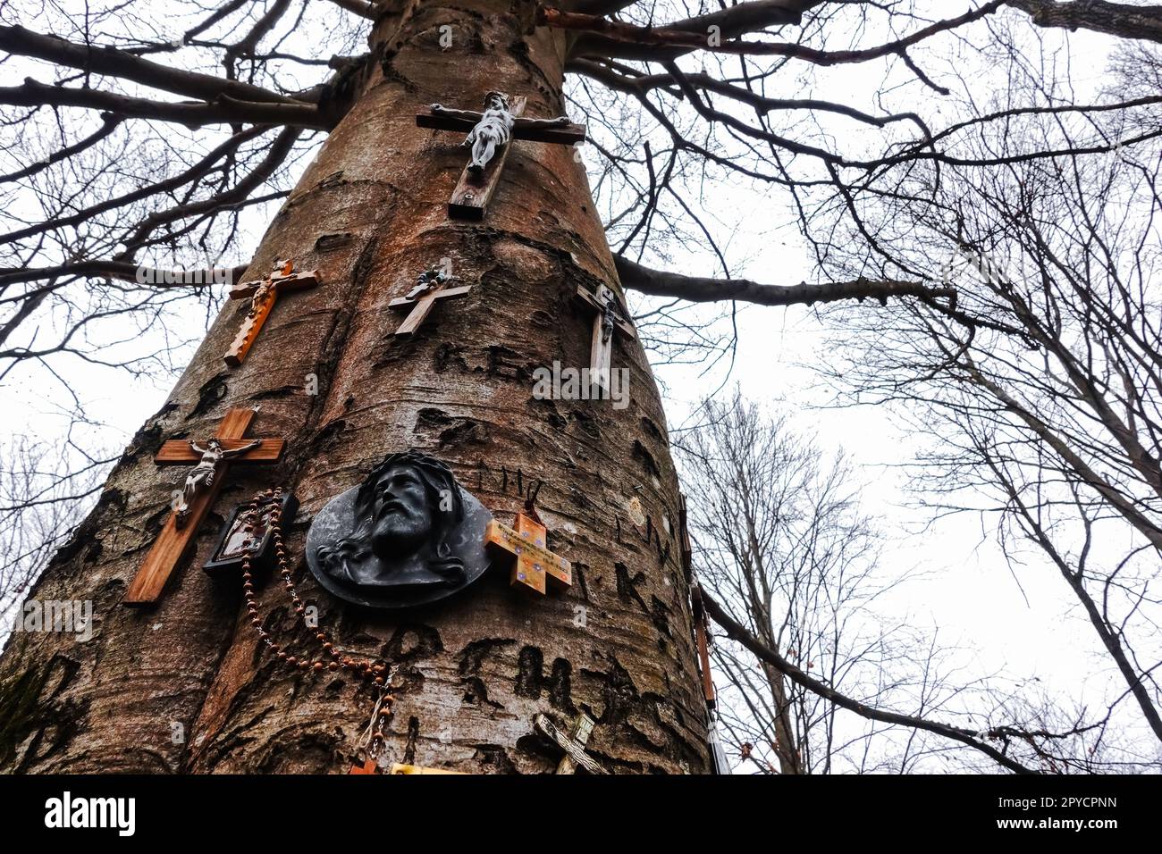 lot of old crosses with jesus on a single gnarled tree Stock Photo - Alamy