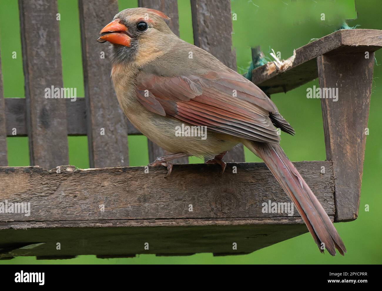 A Northern cardinal on the backyard deck Stock Photo - Alamy