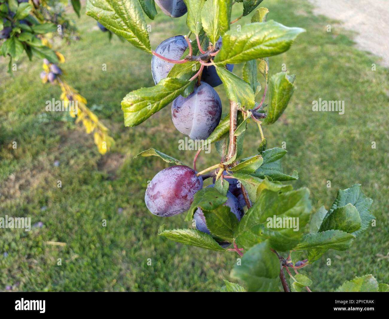 Plum tree fruits red hi-res stock photography and images - Alamy