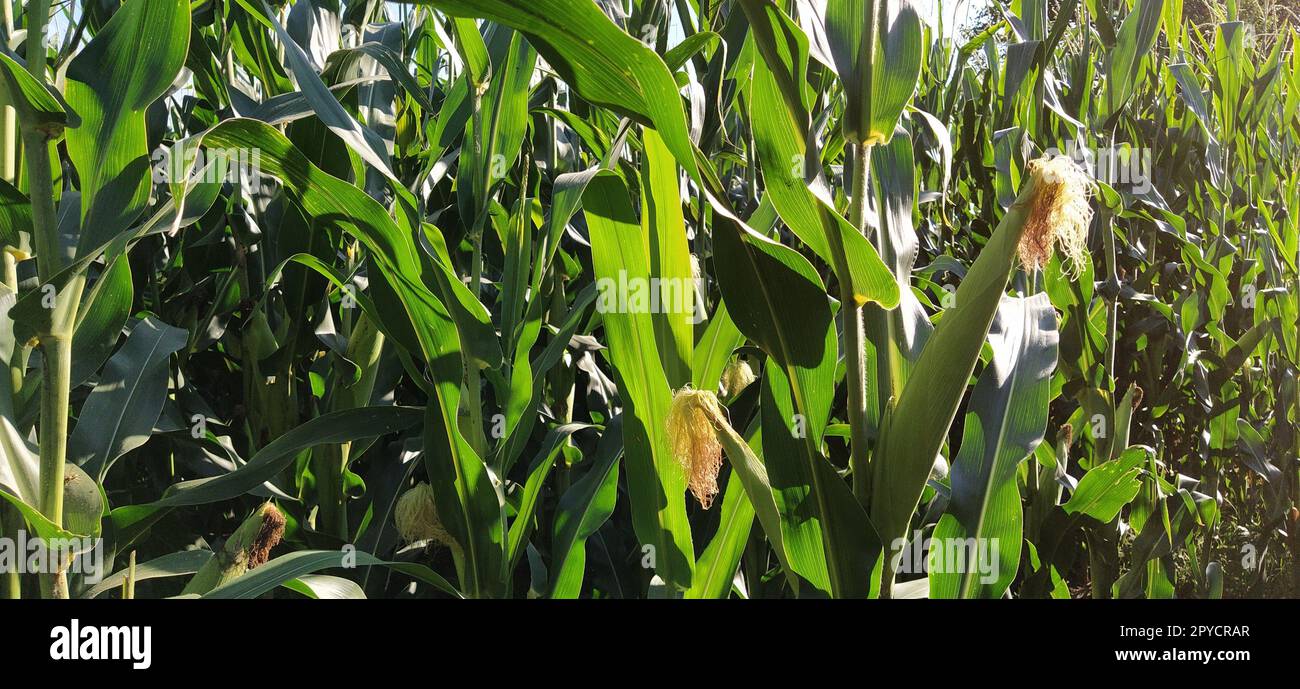 Corn on the stalk in the field. Corn field with plants. Flowering and ...