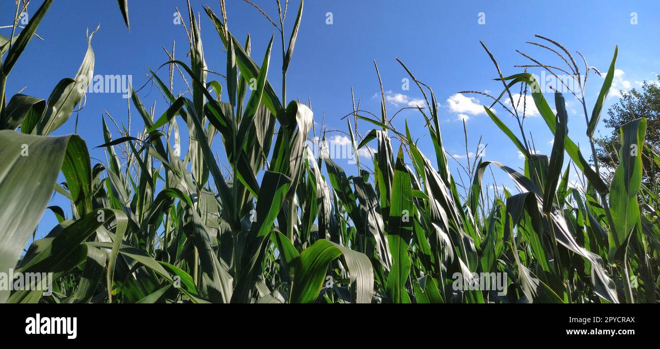 Flowering corn cob hi-res stock photography and images - Alamy