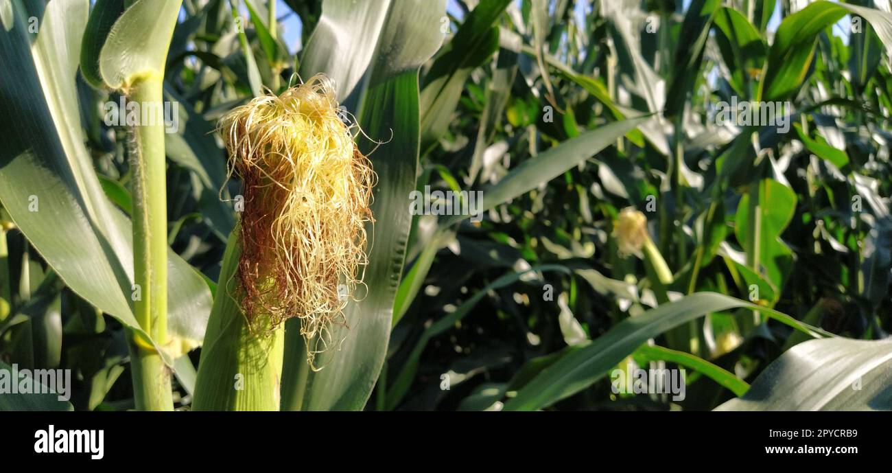 Corn on the stalk in the field. Corn field with plants. Flowering and ...