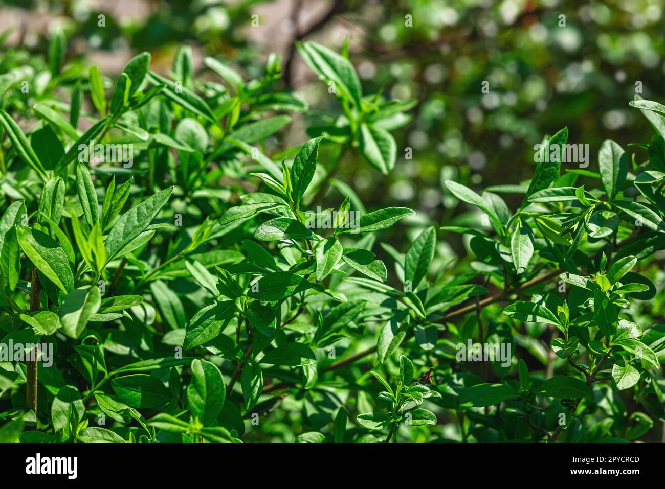 Living green hedge in the garden or in the city. Spring gardening ...