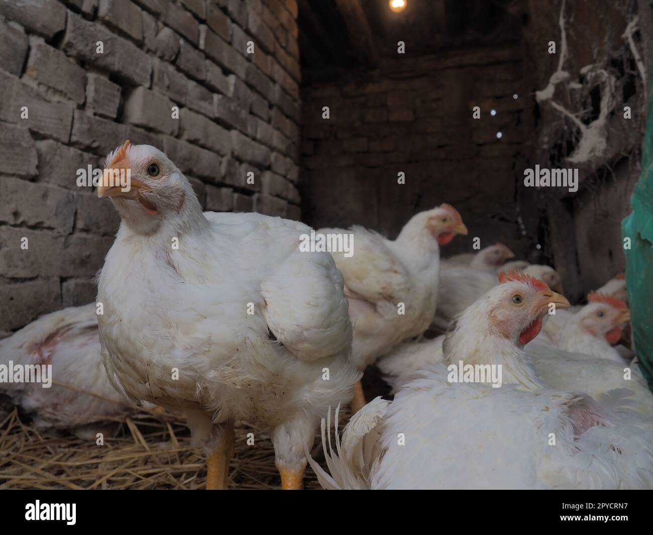 White chickens farm, real scenery. Chickens in the village barn ...