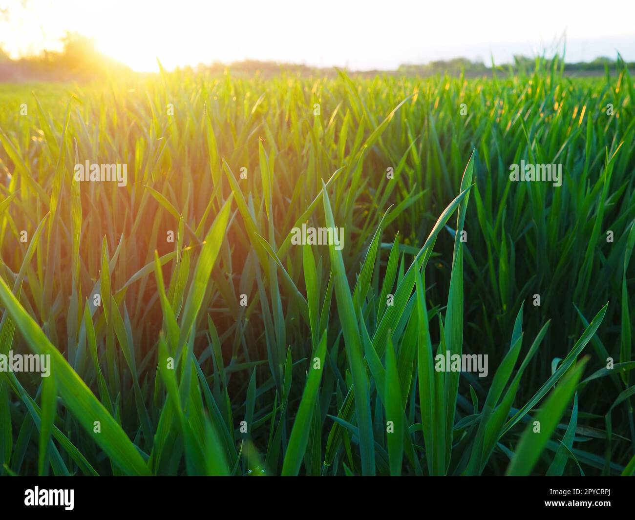 Grass or wheat in sunlight. A field with green grass at the rising or ...