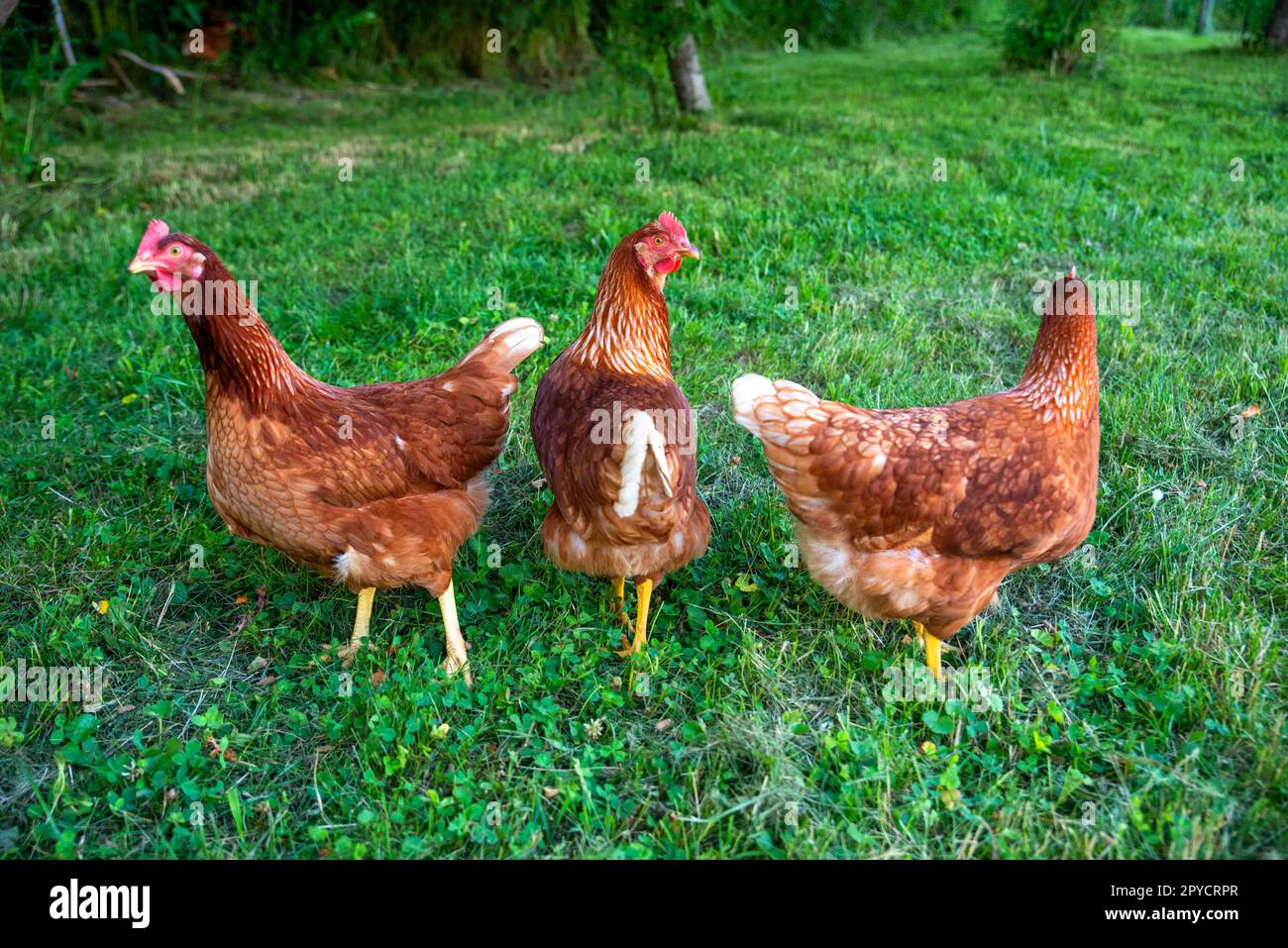 Three free range Rhode Island Red farm chickens in green grass Stock ...