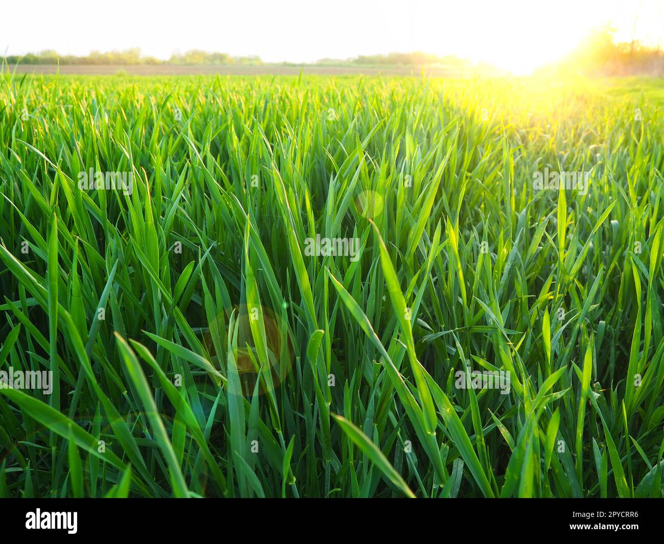 Grass or wheat in sunlight. A field with green grass at the rising or ...