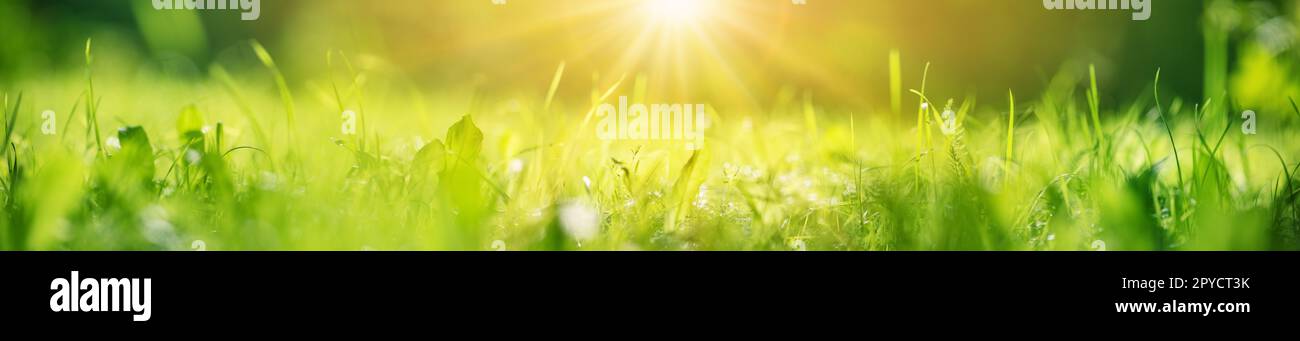 Green grass in nature hi-res stock photography and images - Alamy