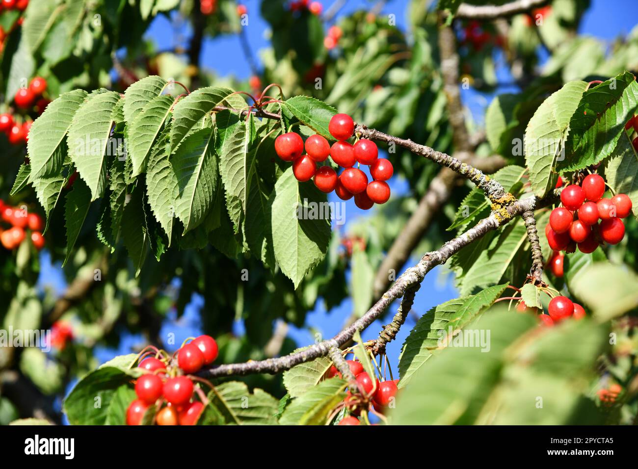 Cherry tree with delicious fruits Stock Photo - Alamy