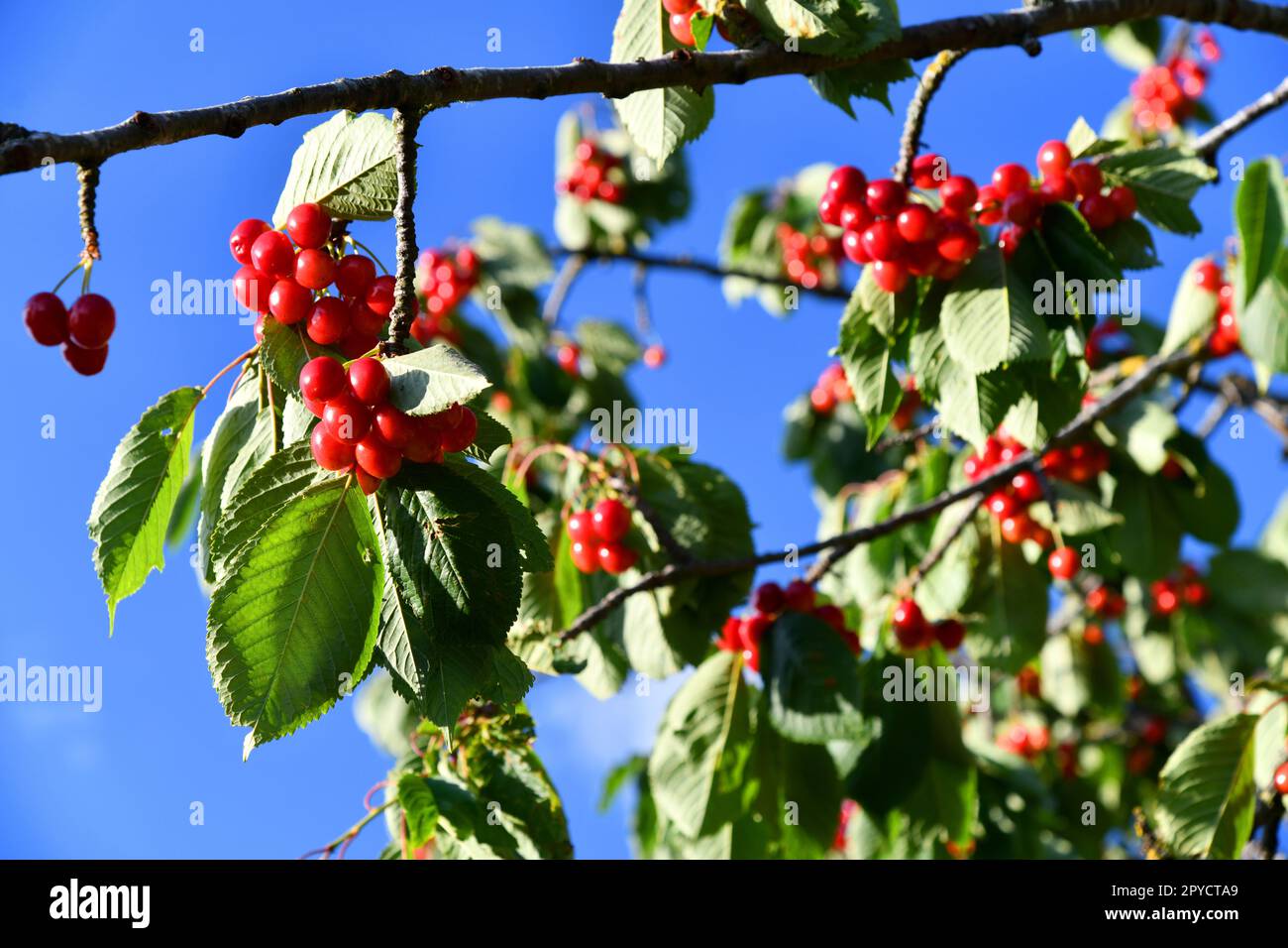 Cherry tree with delicious fruits Stock Photo - Alamy