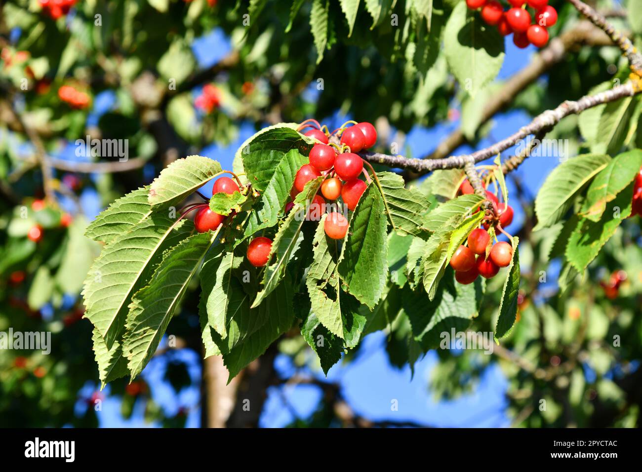 Cherry tree with delicious fruits Stock Photo - Alamy