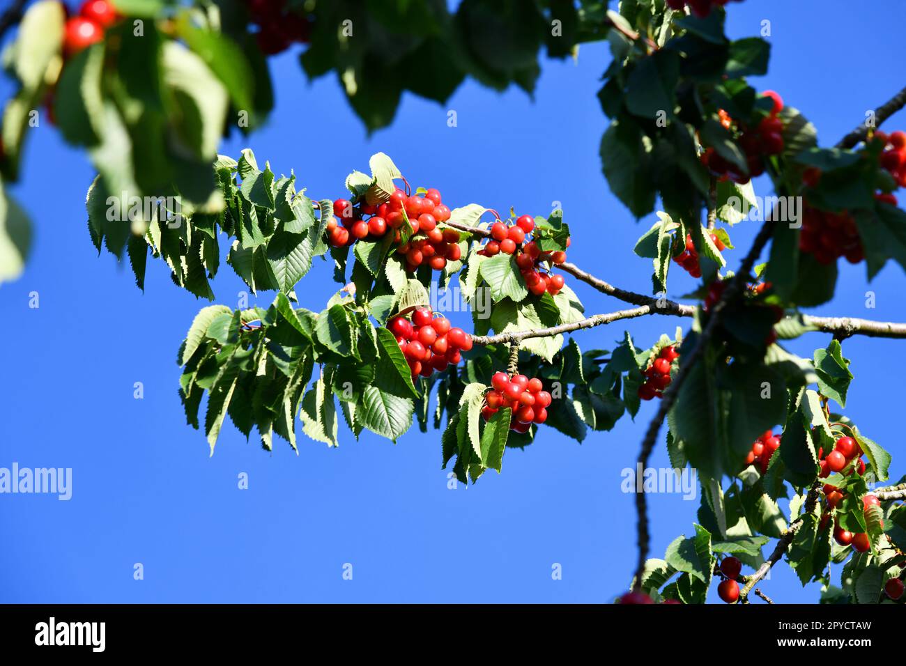 Cherry tree with delicious fruits Stock Photo - Alamy