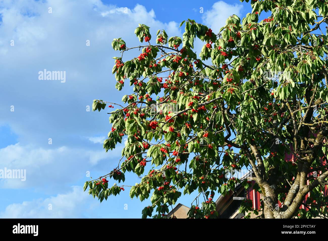 Cherry tree with delicious fruits Stock Photo - Alamy