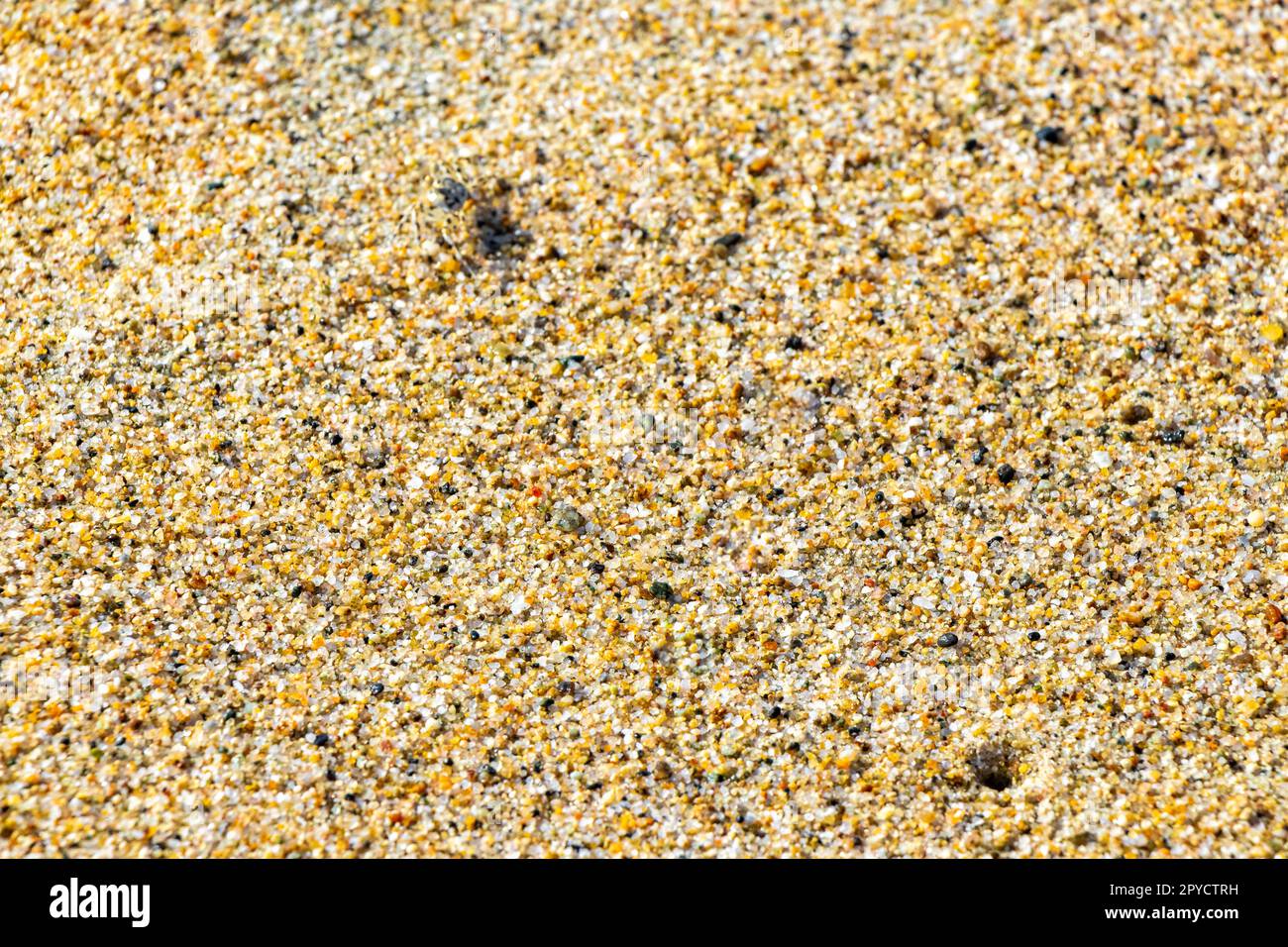 Tiny sand beach crab crabs run dig around on beach Stock Photo - Alamy