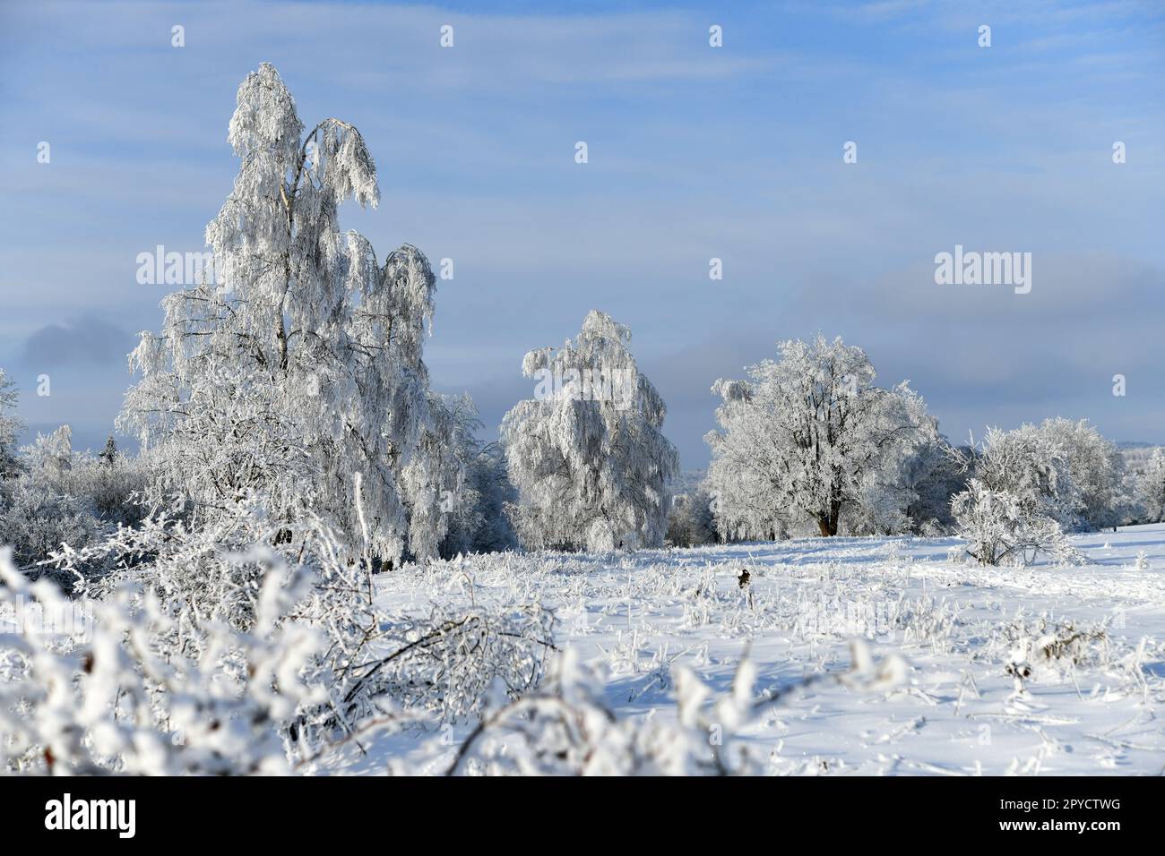 Sunny weather tree hi-res stock photography and images - Alamy