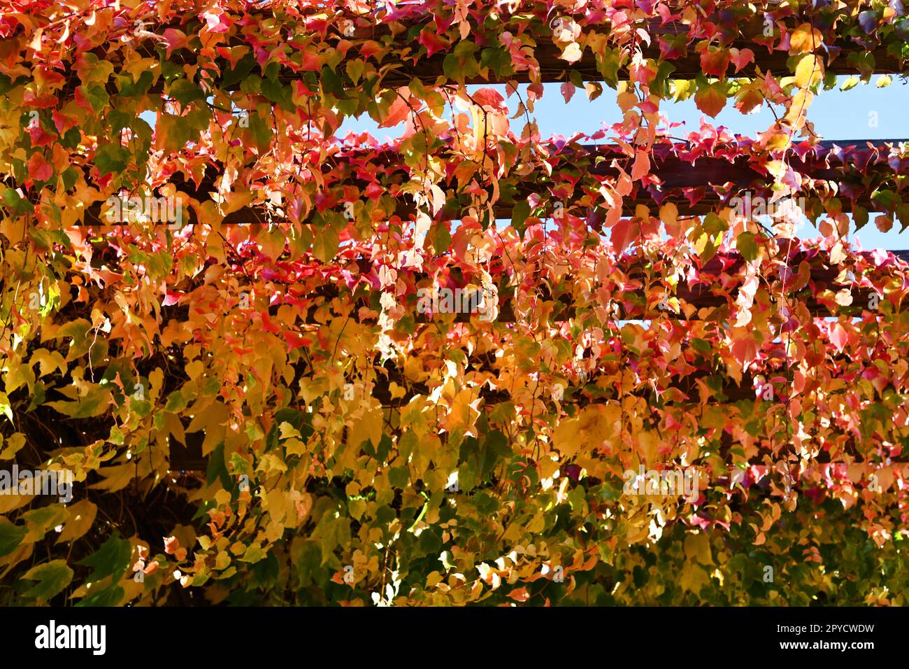 Three-pointed virgin vine with beautiful autumn colors Stock Photo - Alamy