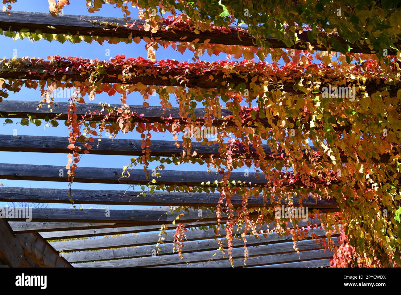 Parthenocissus tricuspidata red pergola hi-res stock photography and ...