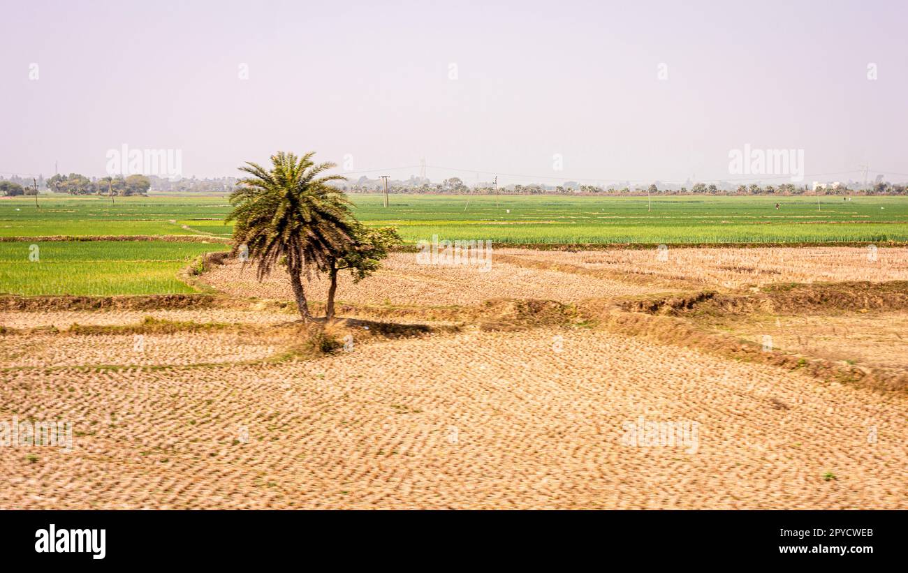 Rice scenery hi-res stock photography and images - Alamy