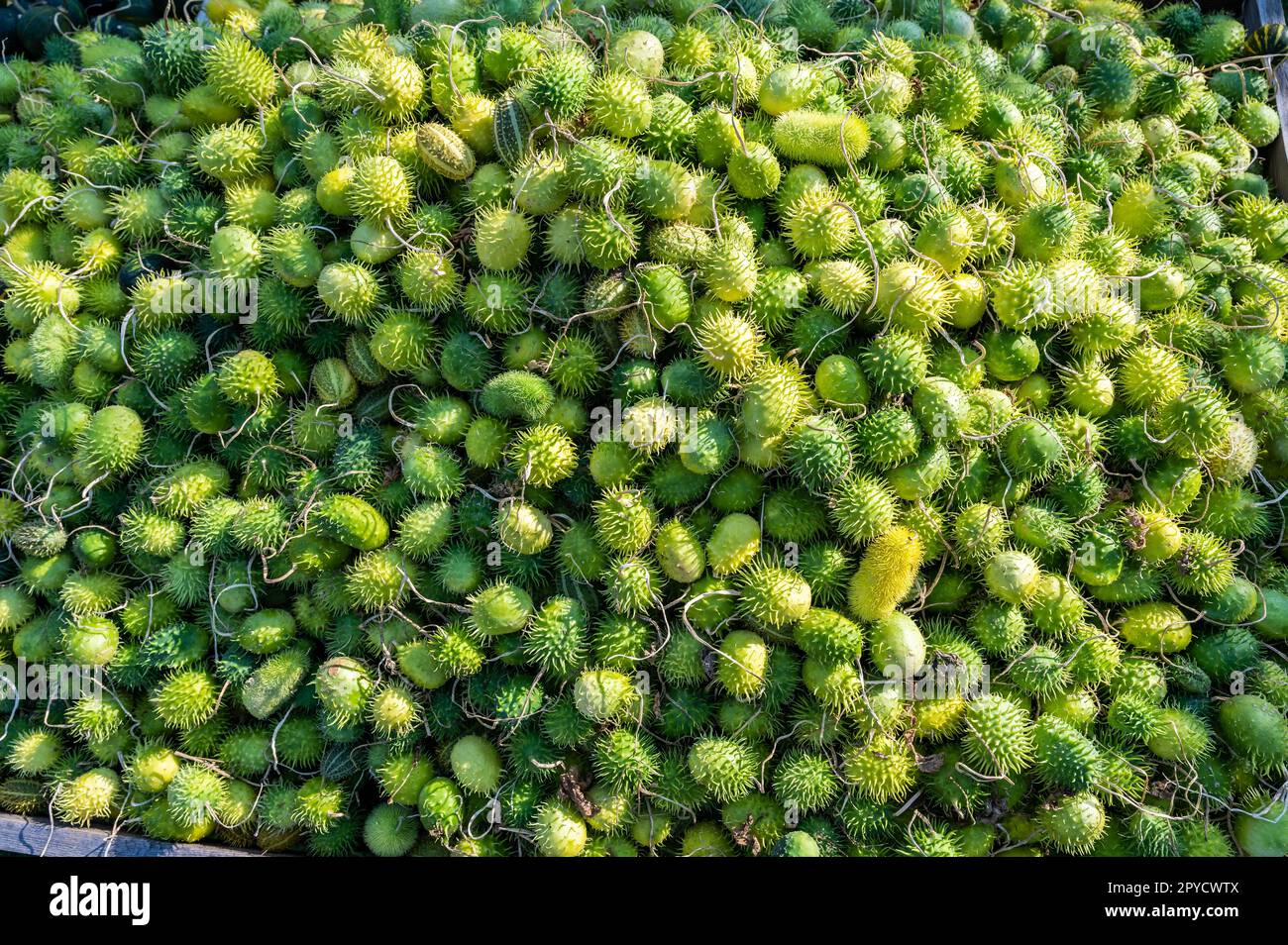 Lots of green spike cucumber, prickly gourd, Momordica dioica, spiny ...