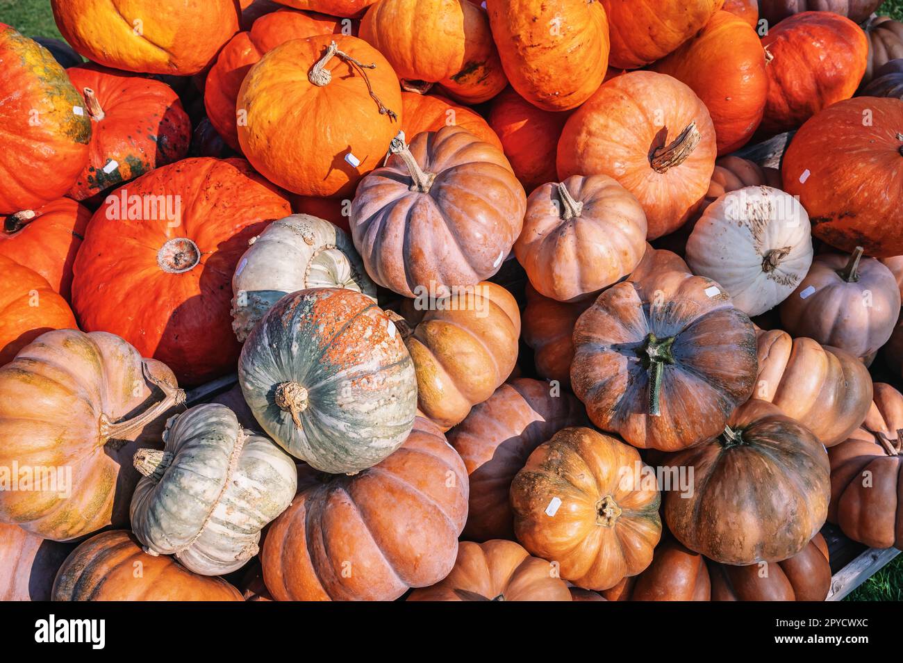 Beautiful eatable Pumpkins with different orange color at a farm during ...