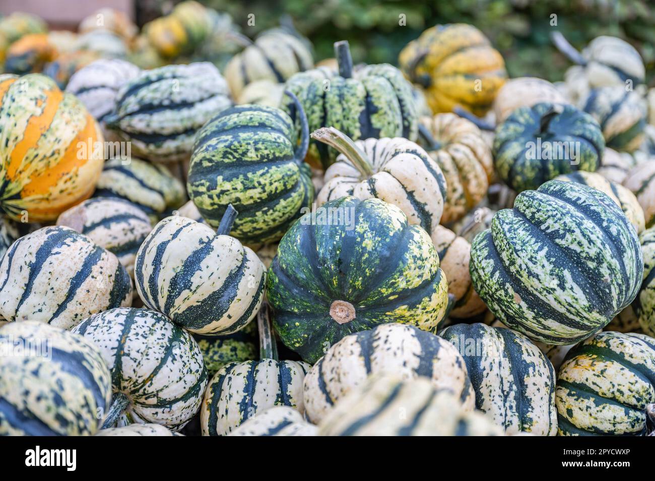 Multiple striped pumpkin ornamental gourds in green, white and yellow ...