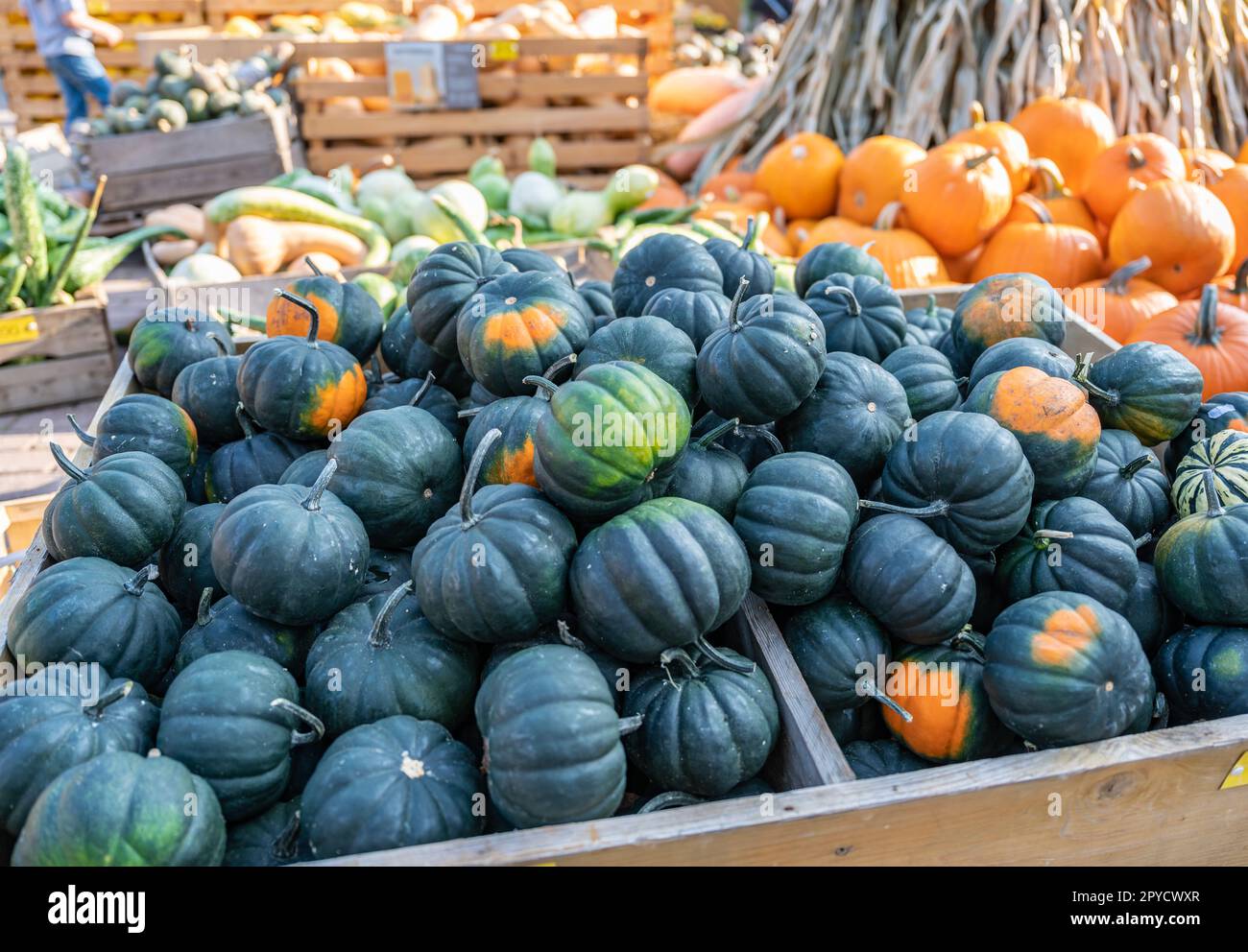 Small round dark green pumpkins in a wooden basket at a farm for sale ...