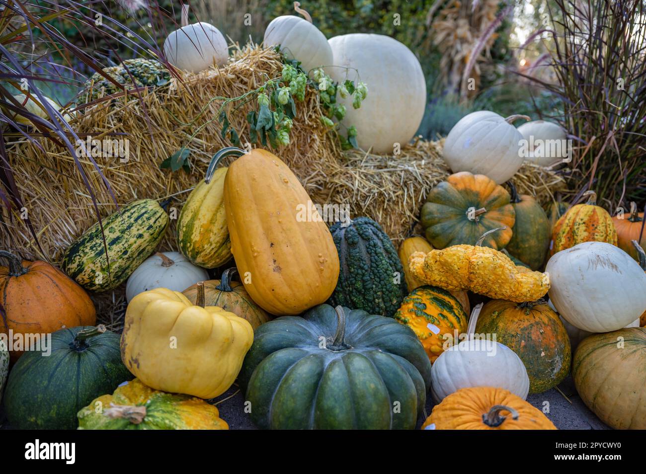 Still life different variation of pumpkins and ornamental gourds lying ...