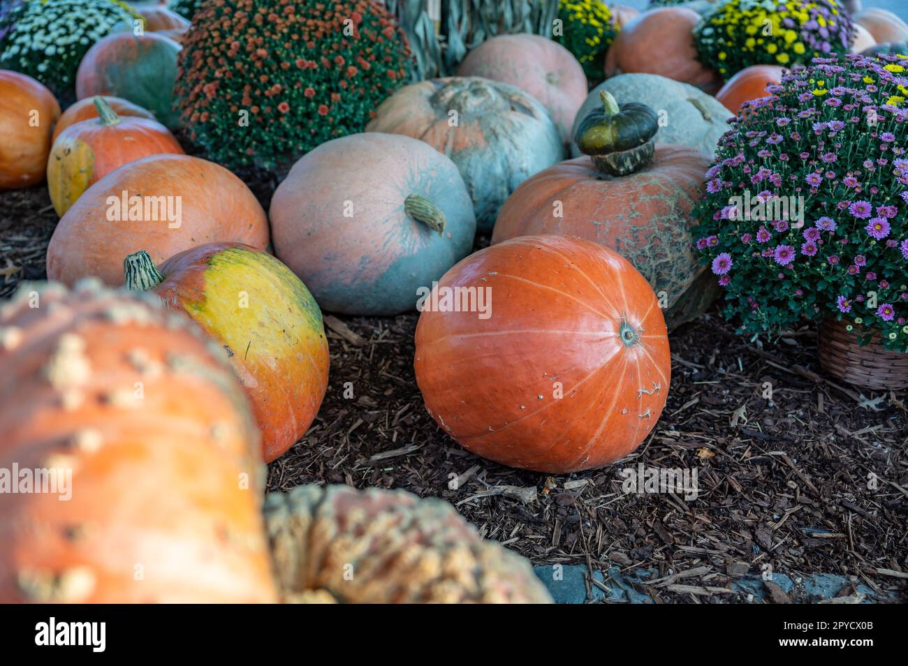 Pumpkin decoration thanks giving underneath a tree at a farm, october ...