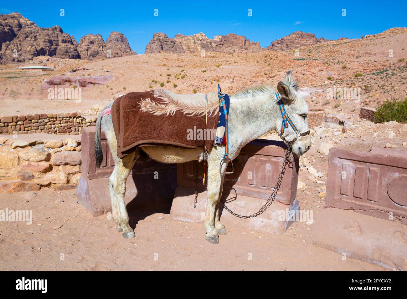 Beautiful donkey in Petra ancient park in Wadi Musa, Jordan Stock Photo ...