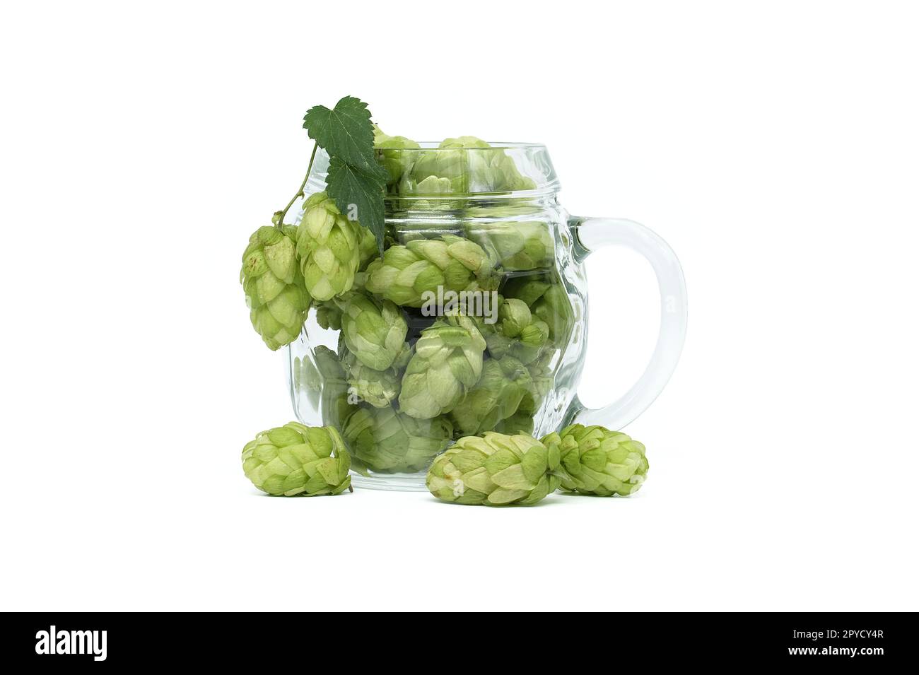 Hops in glass beer mug over white background Stock Photo - Alamy