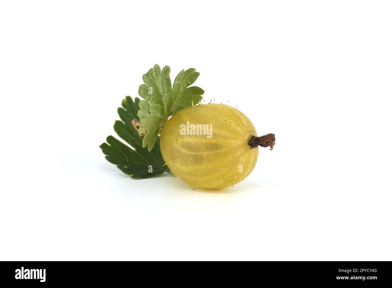 Gooseberry isolated on white background Stock Photo - Alamy