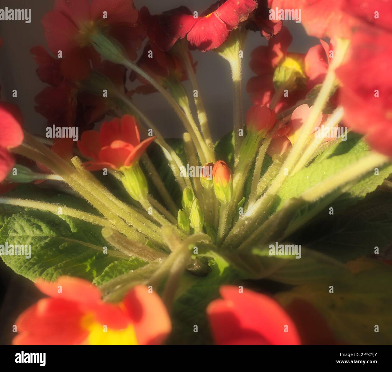 Primrose, a genus of plants from the Primulaceae family of the order ...