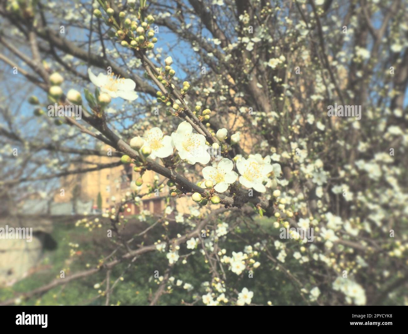 Soft focus on cherry blossom hi-res stock photography and images - Alamy