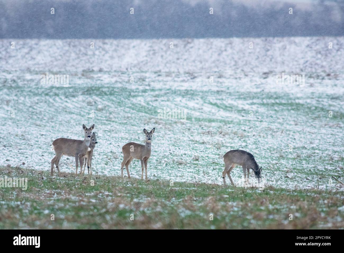 Roe deer in landscape hi-res stock photography and images - Alamy
