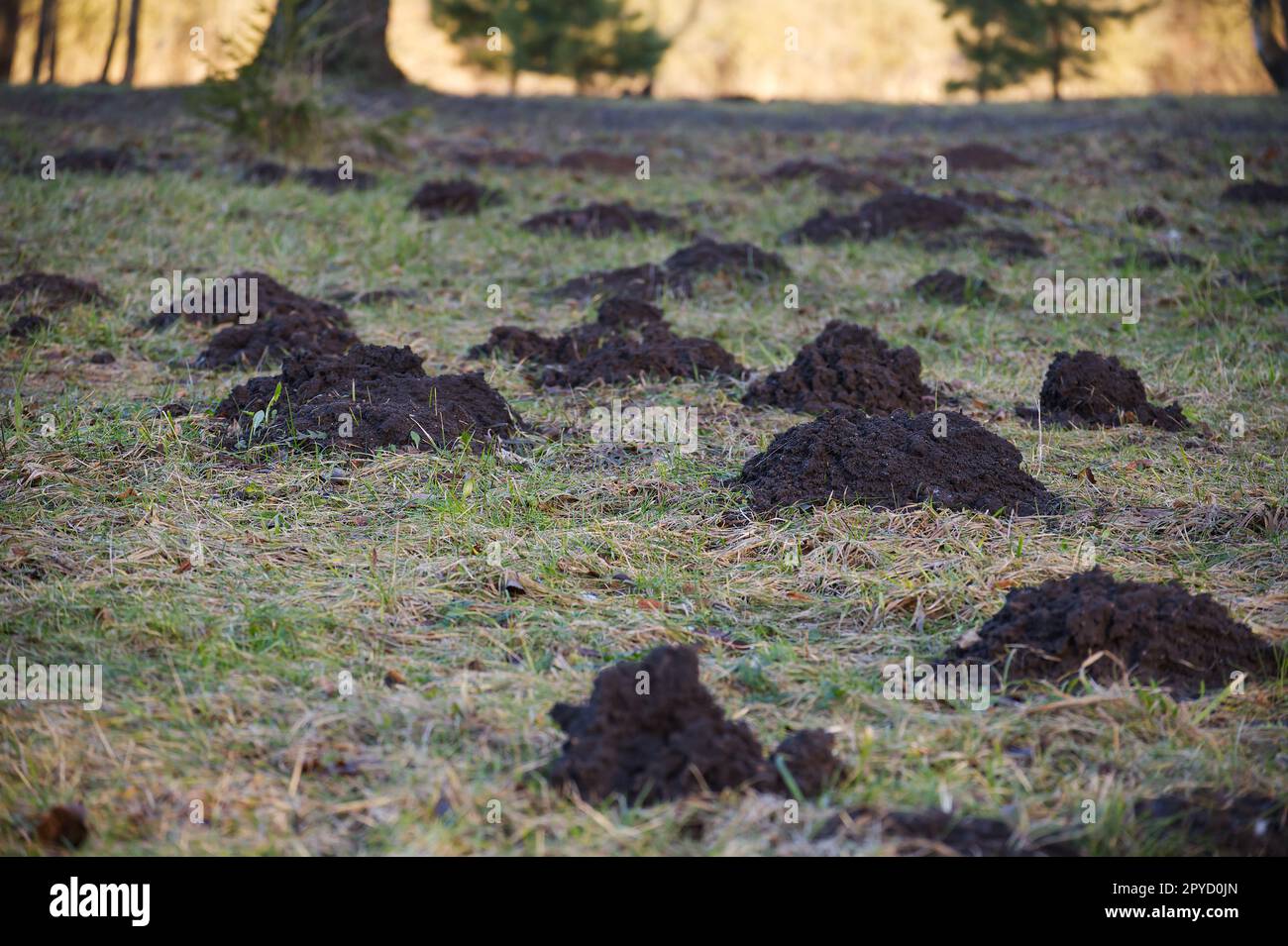 Molehills or mole mounds in the meadow during winter Stock Photo - Alamy