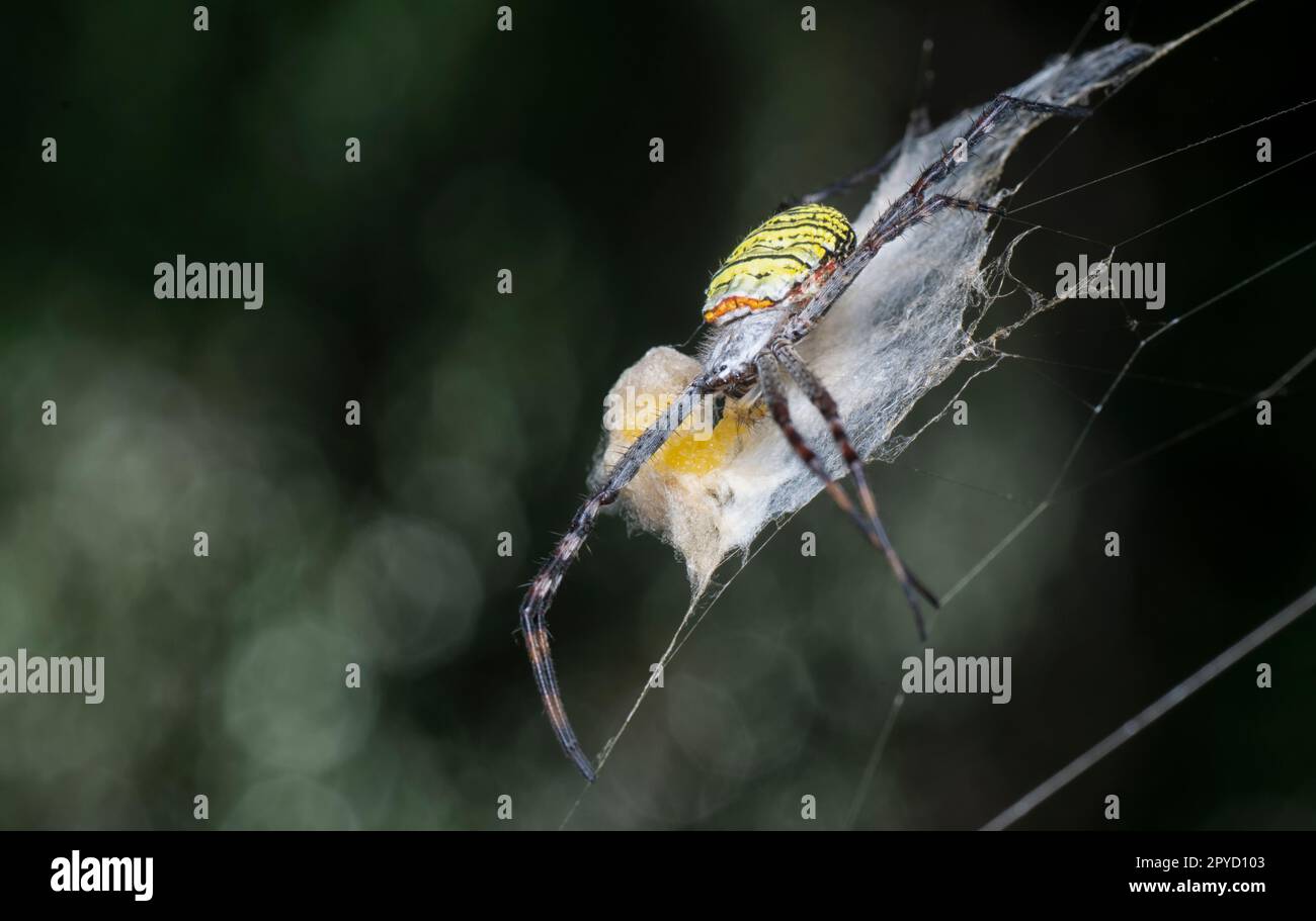 Hanging egg sac hi-res stock photography and images - Alamy