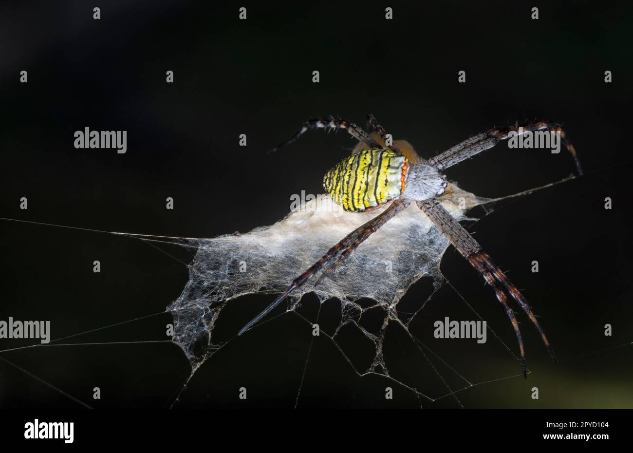 Hanging egg sac hi-res stock photography and images - Alamy