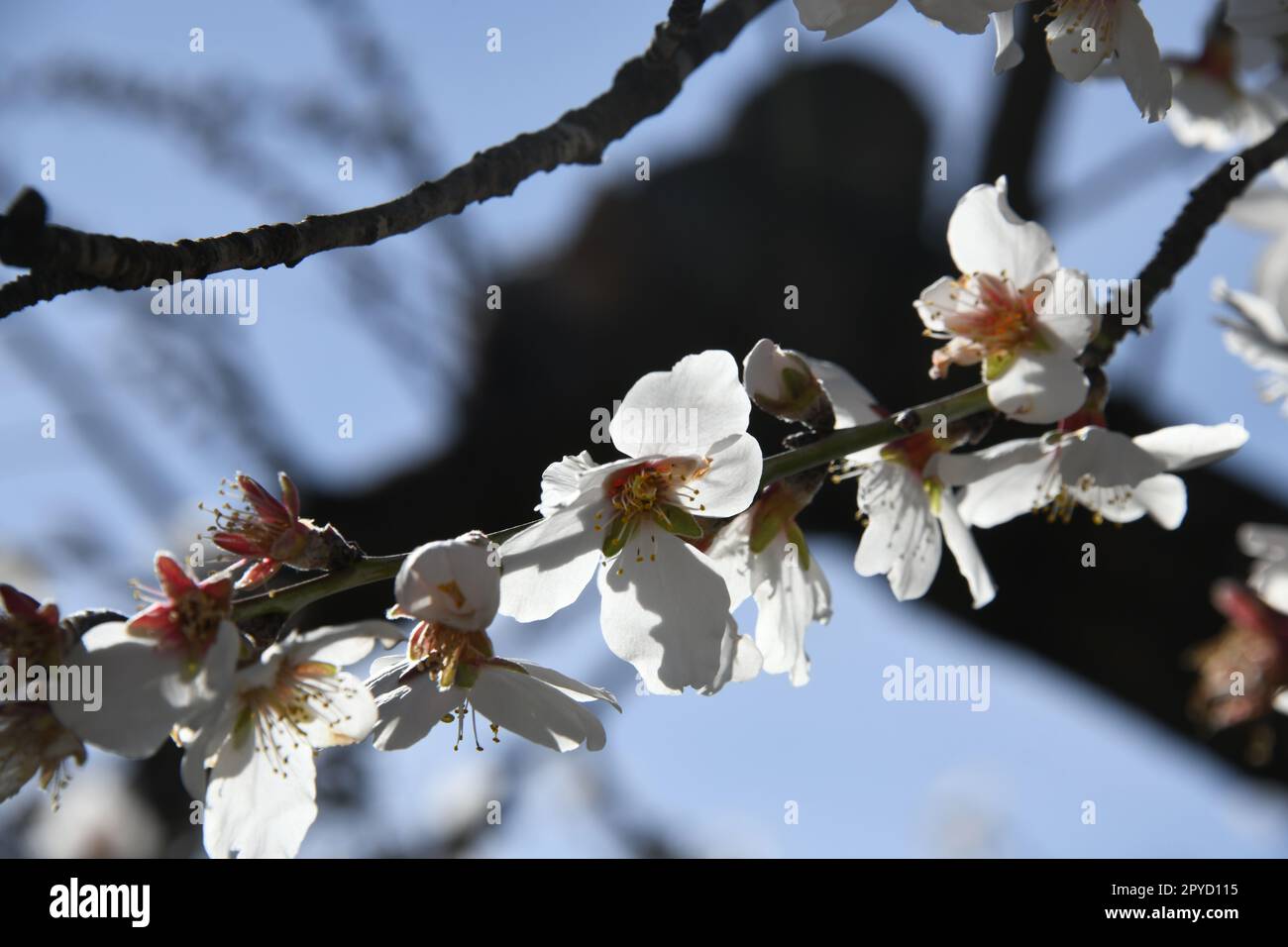 Almond blossoms on almond tree at the Costa Blanca, province of ...