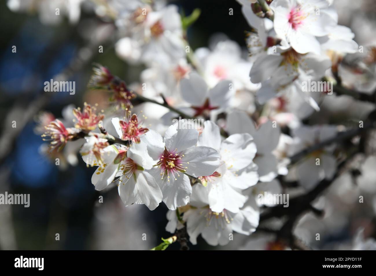 Almond blossoms on almond tree at the Costa Blanca, province of ...